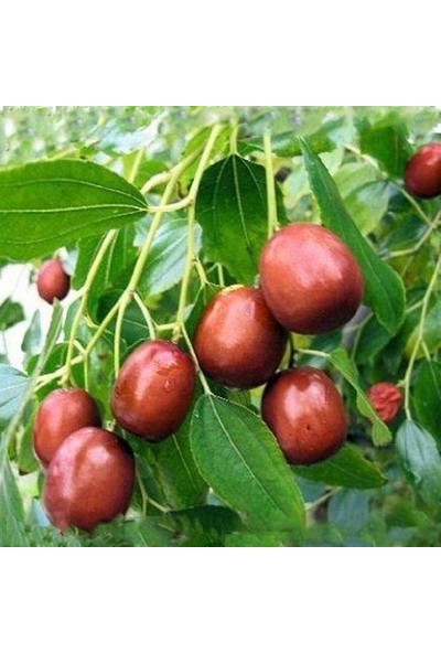 Fidan Sahası Tüplü Hünnap Fidanı 6 Yaş 110-140 cm