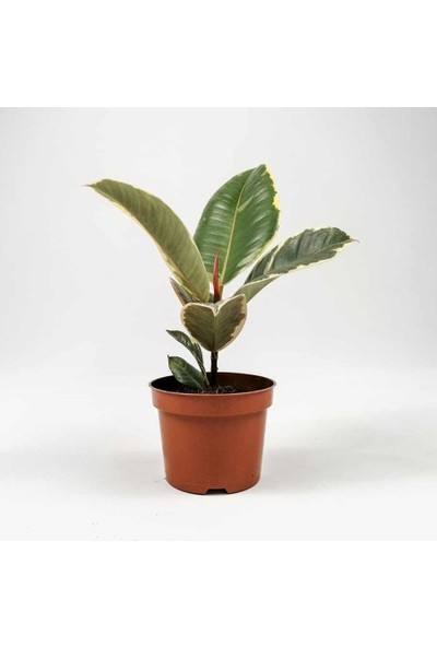 Fidan Burada Alacalı Kauçuk Bitkisi Ficus Elastica Tineke 30 cm Fidan Burada Alacalı Kauçuk Bitkisi Ficus Elastica Tineke 30 cm