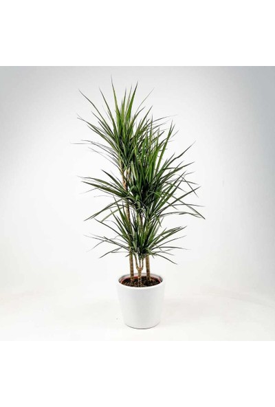 Fidan Burada Dracaena Marginata 3 Gövdeli 90 - 100 cm