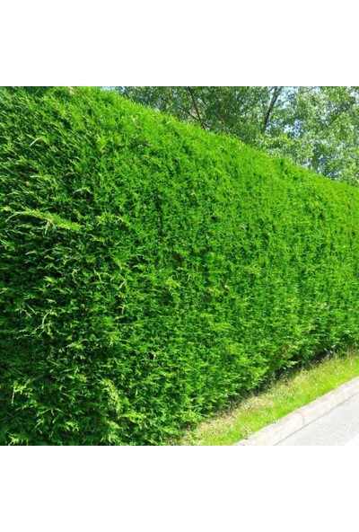 Fidan Burada Leylandi Fidanı Paketi Tüplü Cupressocyparis Leylandii 40 - 60 cm 12'li