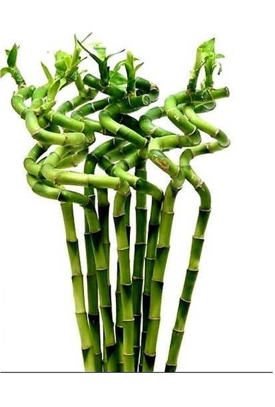 Armenbotanik Dal Bambu Şans Bambusu Sprial Bamboo 90 - 100 cm 6'lı Armenbotanik Dal Bambu Şans Bambusu Sprial Bamboo 90 - 100 cm 6'lı
