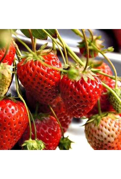 Tohhum Sırık Çilek Ağacı Tohumu 25'li