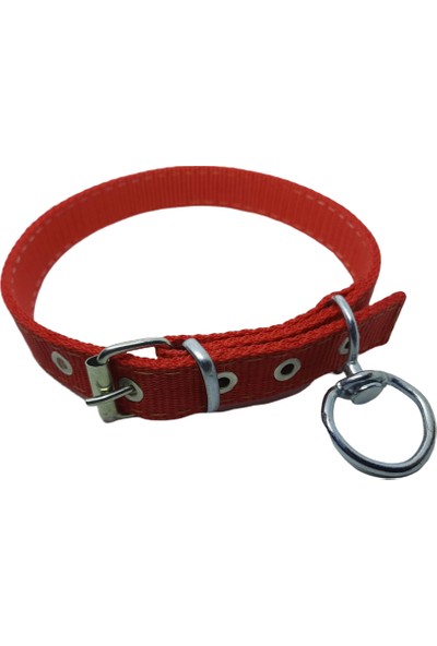 Pati Renkli Köpek Tasması Pati Renkli Köpek Tasması