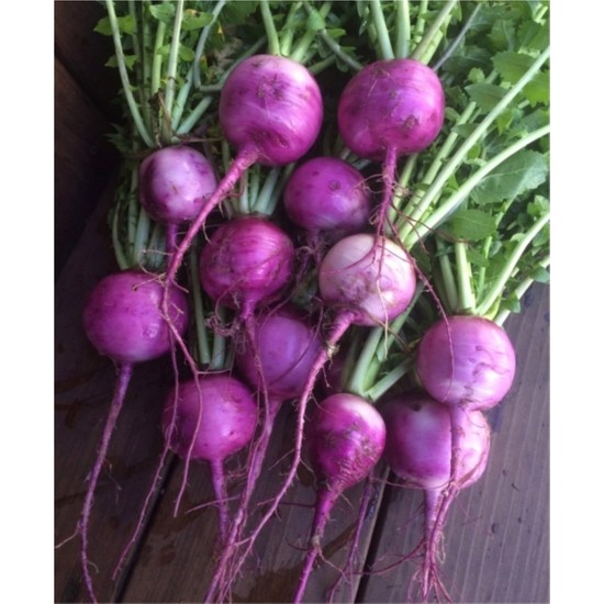 Serdar Çam Tohumculuk Nadir Mor Turp Tohumu 25'li Fiyatı