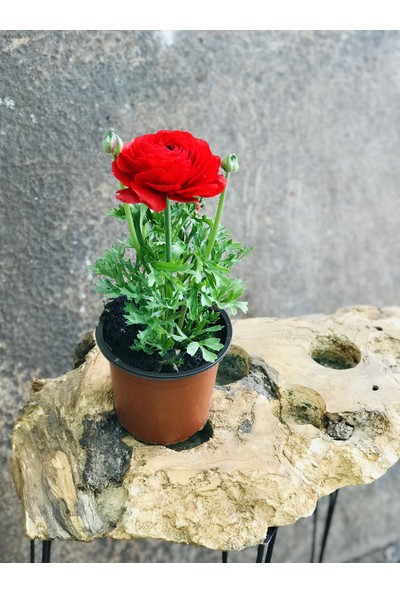 Fidanova Fidano Saksıda Şakayık Çiçeği Fidanova Fidano Saksıda Şakayık Çiçeği