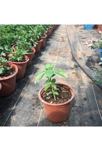 Fide Sepeti Saksıda Fesleğen 1'li