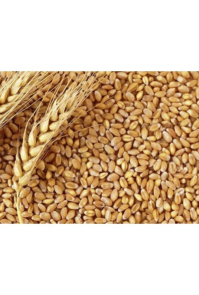 Ekodoğa Buğday Çimi 1 Kg Doğal Buğday İlaçsız Buğday Doğal Buğday Çimi Buğday Tohumu Doğal Çim Kedi Çimi Ekodoğa Buğday Çimi 1 Kg Doğal Buğday İlaçsız Buğday Doğal Buğday Çimi Buğday Tohumu Doğal Çim Kedi Çimi