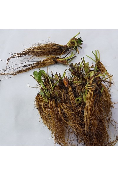 Ekodoğa Camarosa Açık Köklü Frigo Yediveren Çilek Fidan Fidesi 50'li Ekodoğa Camarosa Açık Köklü Frigo Yediveren Çilek Fidan Fidesi 50'li