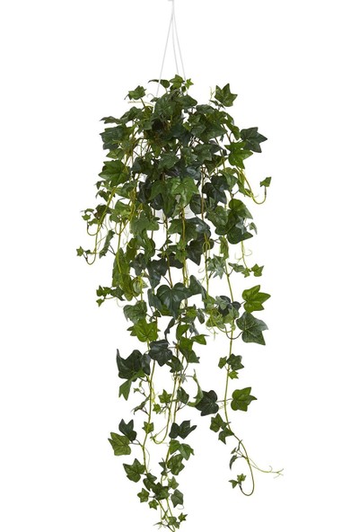 Karadeniz Fidancılık Duvar Sarmaşığı 80 - 120 cm