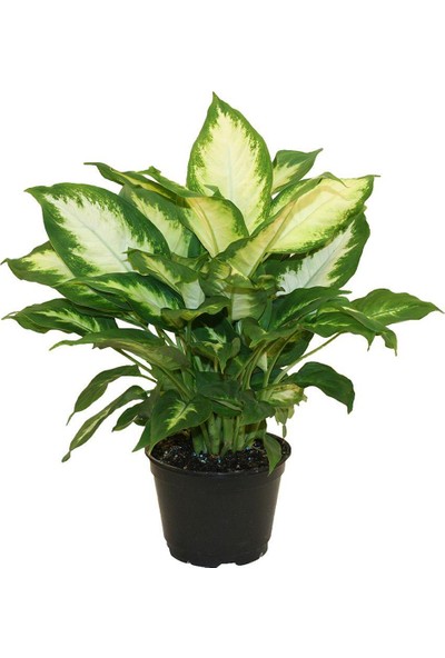 Karadeniz Fidancılık Difenbahya Camilla 25-50 cm Karadeniz Fidancılık Difenbahya Camilla 25-50 cm