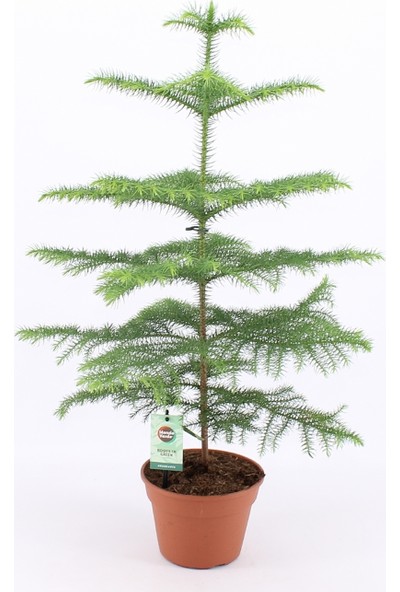 Karadeniz Fidancılık Salon Çamı Arokarya Karadeniz Fidancılık Salon Çamı Arokarya