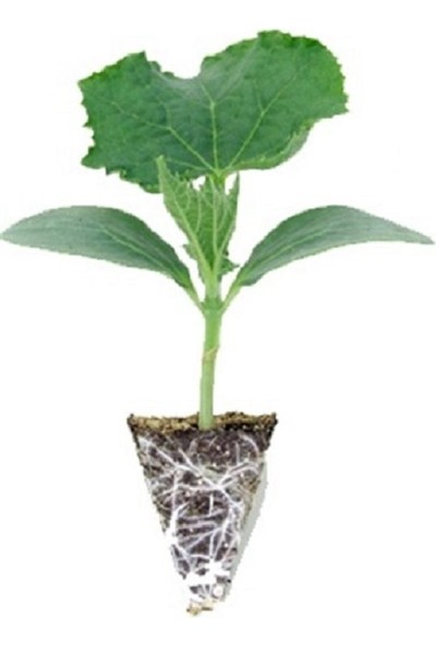 Fide Sepeti - Silor Salatalık Fidesi 6'lı