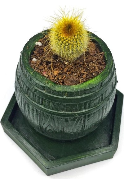 Modesign Fıçı Saksıda Kaktüs