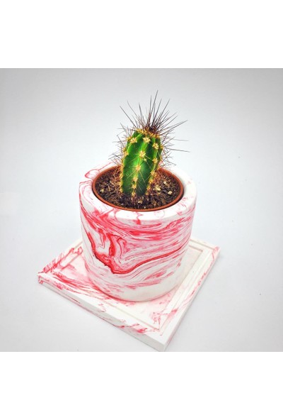 Modesign Ebruli Takım Saksıda Katktüs