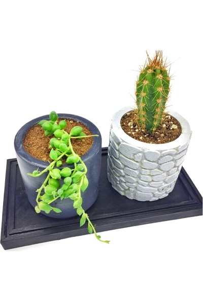 Modesign Sunum Tepsili 2 Li Döküm Saksıda Kaktüs Takımı Modesign Sunum Tepsili 2 Li Döküm Saksıda Kaktüs Takımı