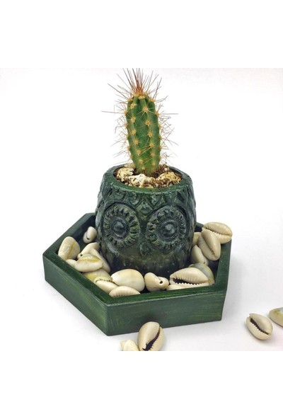 Modesign Baykuşlu Saksıda Kaktüs Takımı