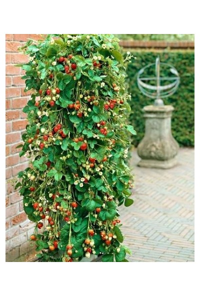 Serdar Çam Tohumculuk Alman Çilek Ağacı Tohumu Süper Paket 100 Tohum Çilek Tohumu