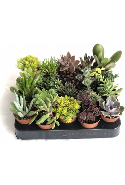 Fidan Pazarı Sukulent Mix 20'li