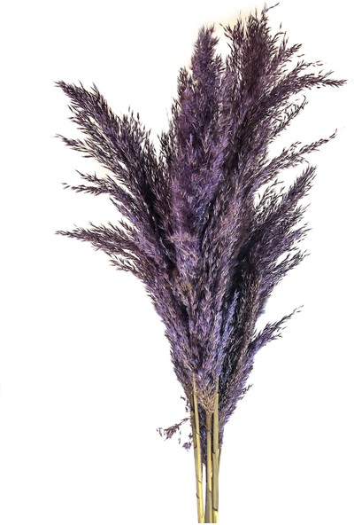Fekarehome Kuru Çiçek Pampas Otu 10'lu Demet Mürdüm 100 cm Fekarehome Kuru Çiçek Pampas Otu 10'lu Demet Mürdüm 100 cm