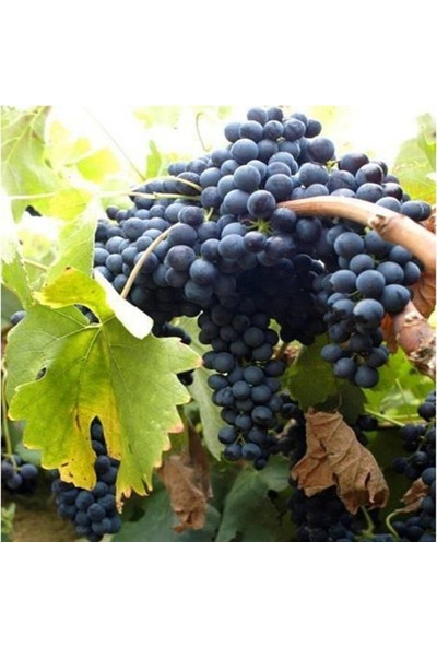 Fidan Tüplü Alphonse Lavallee (Alfons) Siyah Üzüm 2 Yaş