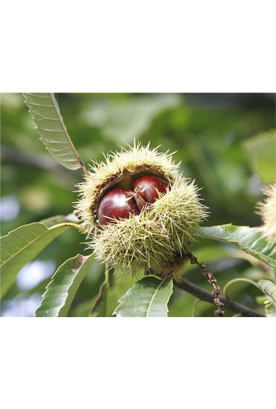 Fidan Tüplü Hacı Ömer Aşılı Kestane Fidanı 2 Yaş 90-110 cm Boy