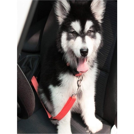 Ankaflex Araba Köpek Tasması Emniyet Kemeri Oto Evcil Hayvan Fiyatı Ankaflex Araba Köpek Tasması Emniyet Kemeri Oto Evcil Hayvan Fiyatı