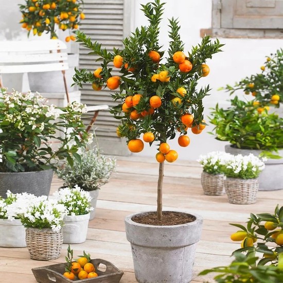 Tunç Botanik Limon - Mandalina 2'li Narenciye Fidan Seti (3 Fiyatı