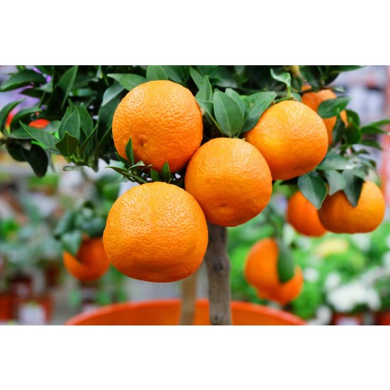 Tunç Botanik Limon - Mandalina 2'li Narenciye Fidan Seti (3 Fiyatı