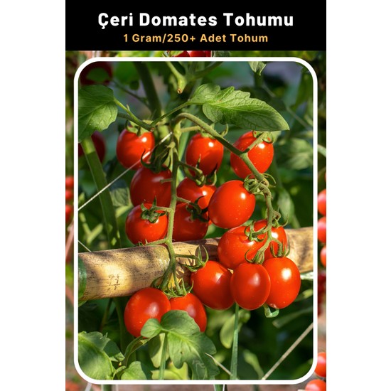 Tohum Seç Çeri Domates Tohumu, 1 Gram/250+ Adet Tohum Fiyatı