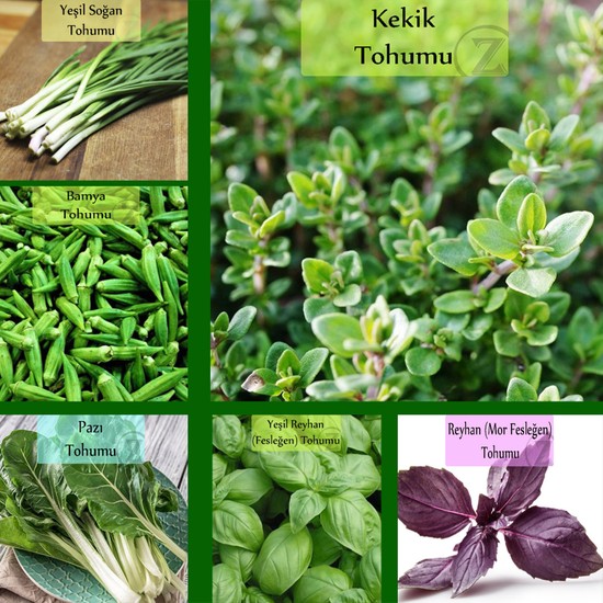 Zencefil Organik 6'lı Tohum No6 Yeşil Soğan Kekik Yeşil Fiyatı