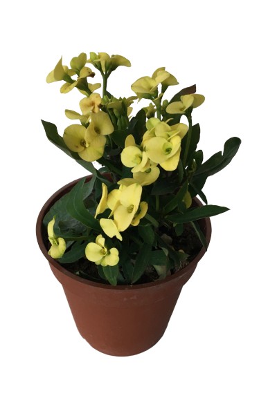 Armenbotanik Dikenler Tacı Çiçeği Sarı Armenbotanik Dikenler Tacı Çiçeği Sarı