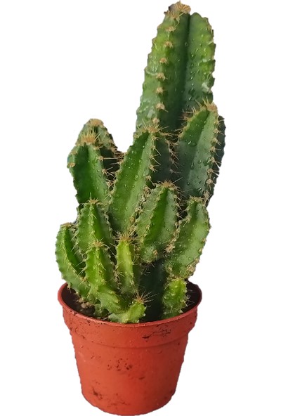 Torubahce Radyosyon Emici Kaktüs Cereus Peruvianus Paolina 5,5 cm Saksıda Torubahce Radyosyon Emici Kaktüs Cereus Peruvianus Paolina 5,5 cm Saksıda