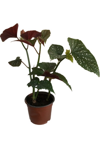 Armenbotanik Çilli Begonya Çiçeği - Begonia Aconitifolia - Melek Kanadı (50 cm Armenbotanik Çilli Begonya Çiçeği - Begonia Aconitifolia - Melek Kanadı (50 cm