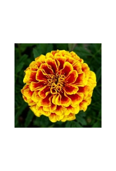 Rem Seeds Fransız Kadife Çiçeği Tohumu Karagöz Kadife Tagetes Patula 50'li