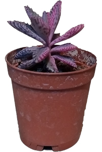 Toru Bahçe Pembe Aşkın Gözyaşı Çiçeği 5,5 cm Toru Bahçe Pembe Aşkın Gözyaşı Çiçeği 5,5 cm