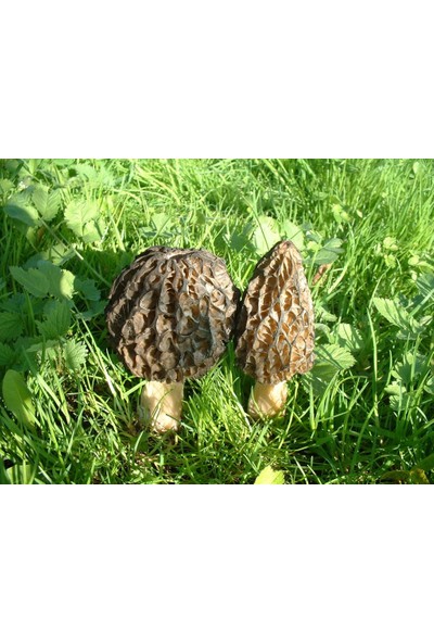 Mantarcı Anne Kuzu Göbeği Mantar Tohumu 200 gr Mantarcı Anne Kuzu Göbeği Mantar Tohumu 200 gr