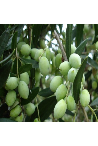 Mutlu Paket Tüplü Bodur Koroneiki Zeytin Fidanı
