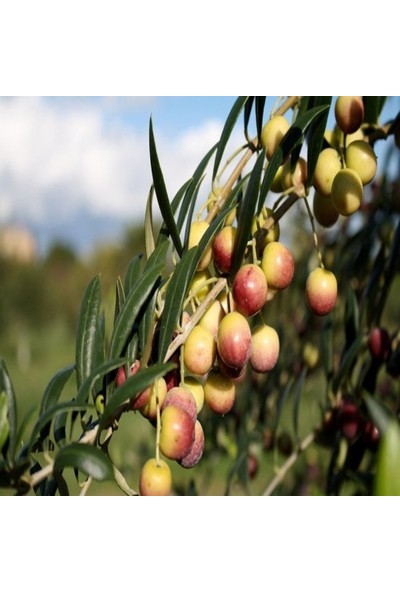 Mutlu Paket Tüplü Bodur Yağlık Arbequina Zeytin Fidanı 1 Yaş