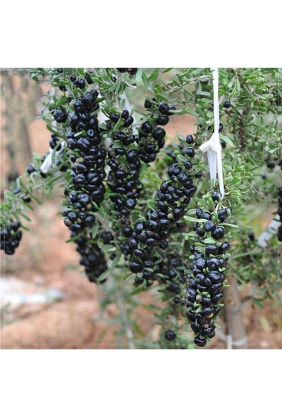 Mutlu Paket Tüplü Nadir Çeşit Siyah Goji Berry Fidanı Mutlu Paket Tüplü Nadir Çeşit Siyah Goji Berry Fidanı
