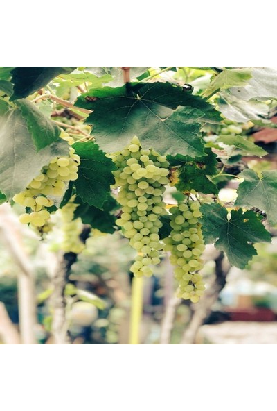 Mutlu Paket Tüplü Sultani İzmir Çekirdeksiz Üzüm Fidanı