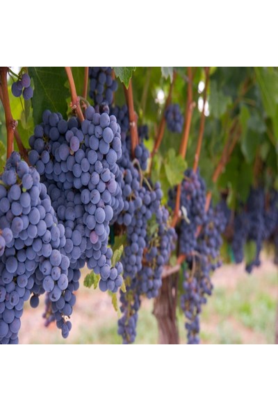 Mutlu Paket Tüplü Şaraplık Merlot Üzüm Fidanı