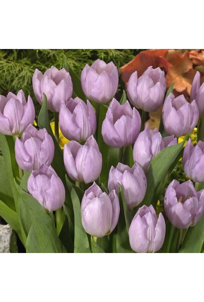 Mutlu Paket Candy Prince Lale Soğanı 5'li