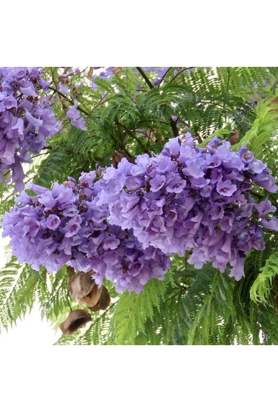 Mutlu Paket Tüplü Kokulu Jacaranda Ağacı Jakaranda Fidanı