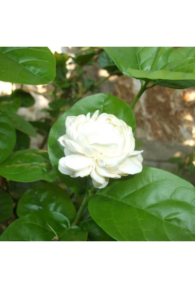 Mutlu Paket Tüplü Kokulu Katmerli Ful Yasemin Fidanı