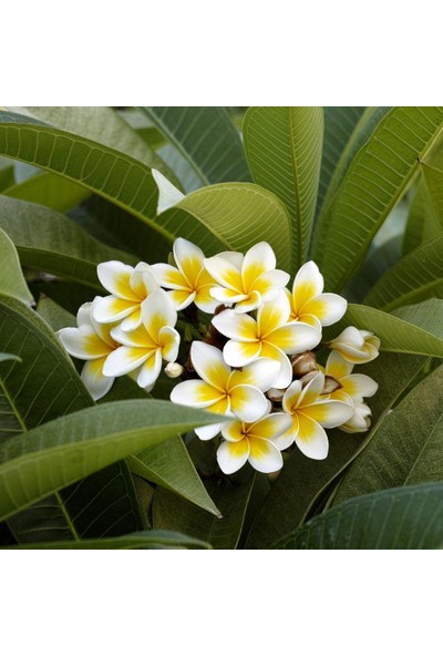 Mutlu Paket Tüplü Yoğun Kokulu Amerikan Fulu Plumeria Fidanı