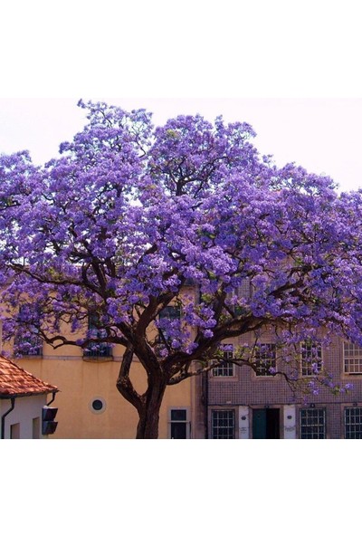 Mutlu Paket Tüplü Yoğun Kokulu Paulownia Tomentosa Fidanı 10 - 30 cm