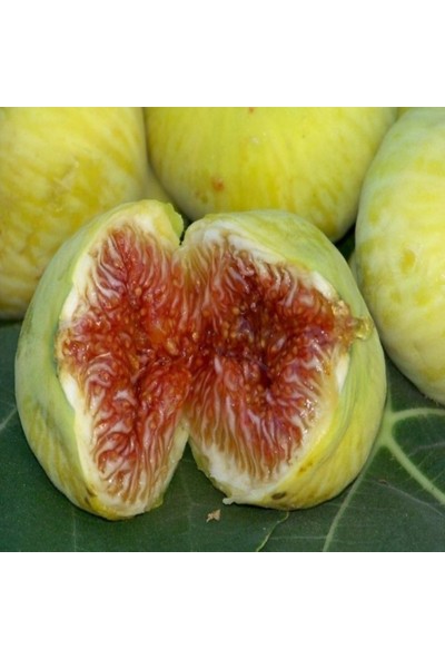 Mutlu Paket Tüplü Sofralık Kurutmalık Beyaz Ballı Mut İncir Fidanı 120 - 180 cm