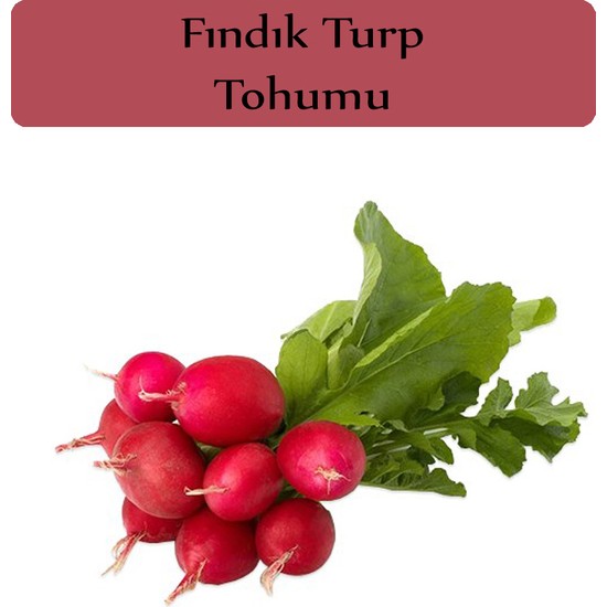 Zencefil Organik Fındık Turp Tohumu 1 Paket (10GR=1000+ Fiyatı