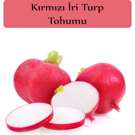 Zencefil Organik Kırmızı Turp Tohumu 1 Paket (10GR=1000+ Fiyatı