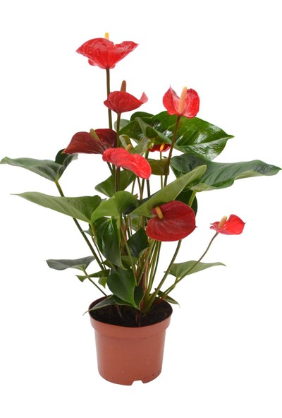 Karadeniz Fidancılık Antoryum Çiçeği